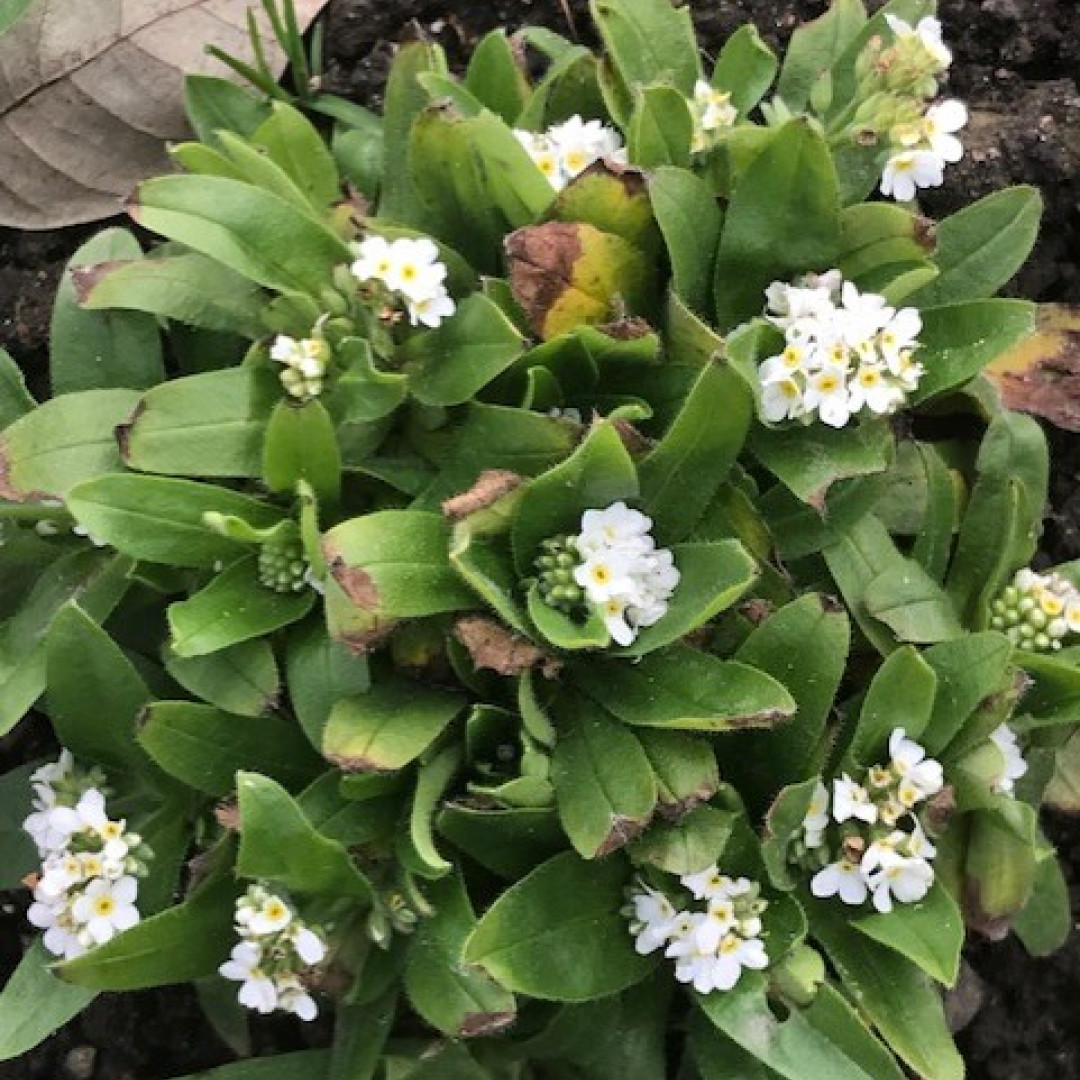 RESEARCH: The Fibonacci sequence in nature | Jersey College for Girls