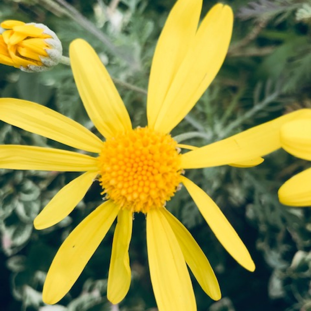 RESEARCH: The Fibonacci sequence in nature | Jersey College for Girls