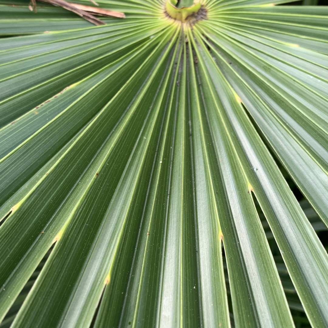 RESEARCH: The Fibonacci sequence in nature | Jersey College for Girls