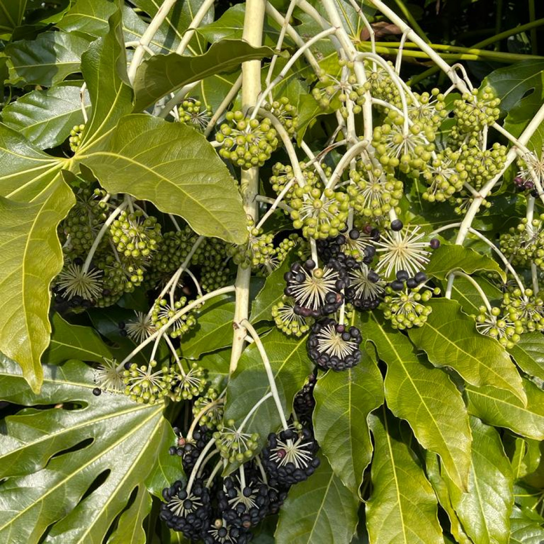 RESEARCH: The Fibonacci sequence in nature | Jersey College for Girls